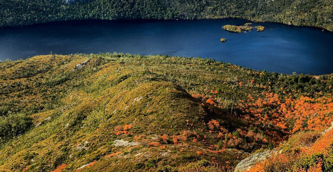 Witness the Turning of the Fagus in Tasmania | Bluey Merino