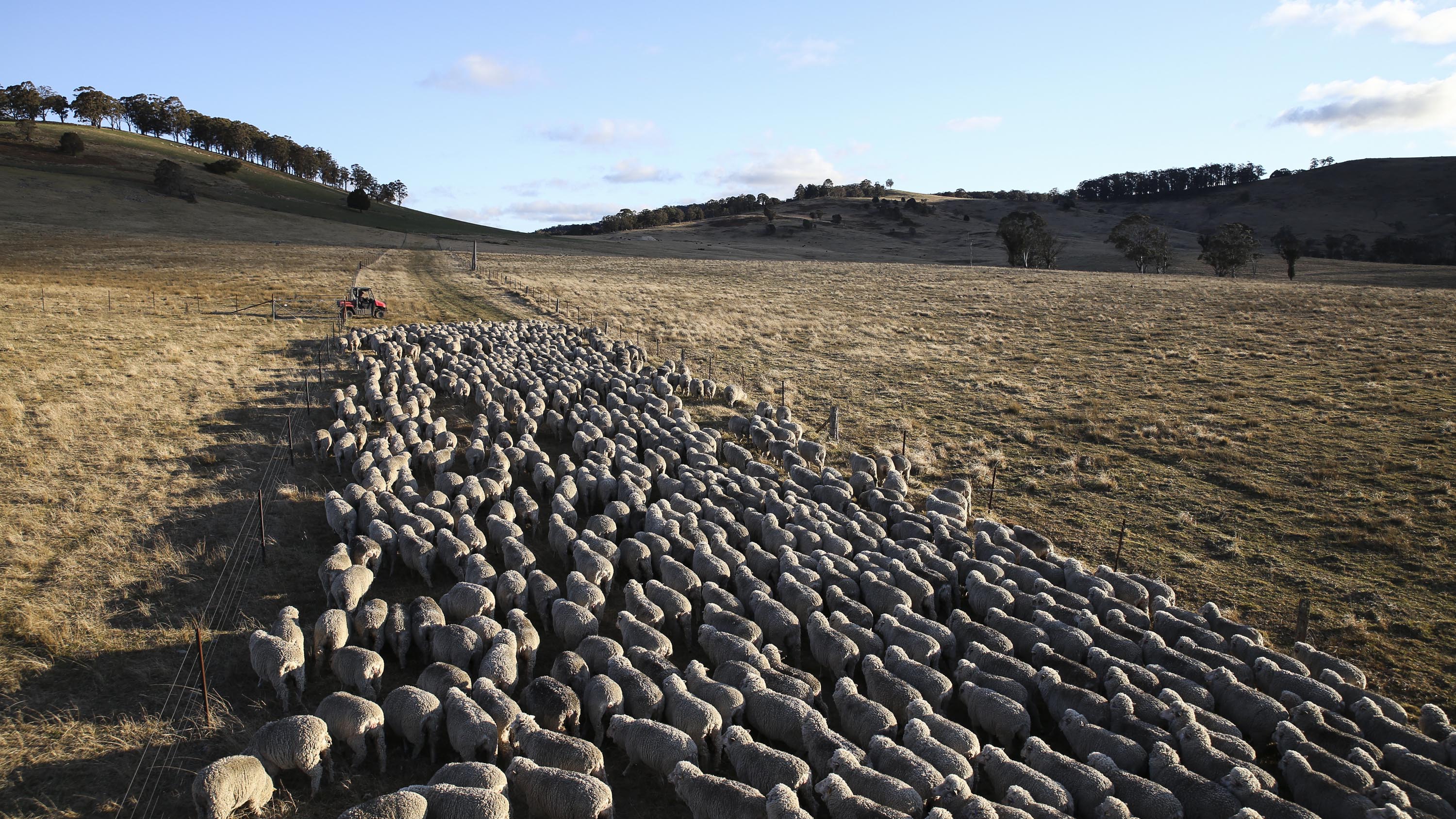 Why Choose Merino Wool | Merino Wool Clothing: Australian Grown Wool ...
